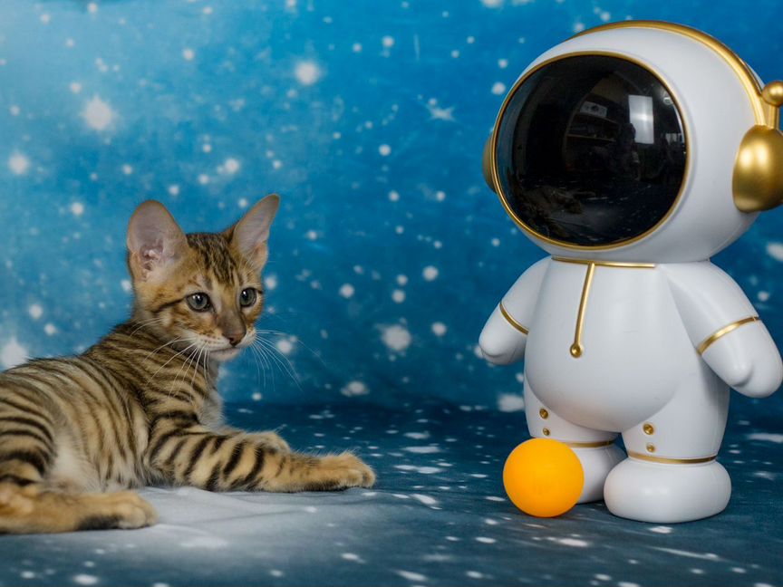 Кошечка породы тойгер