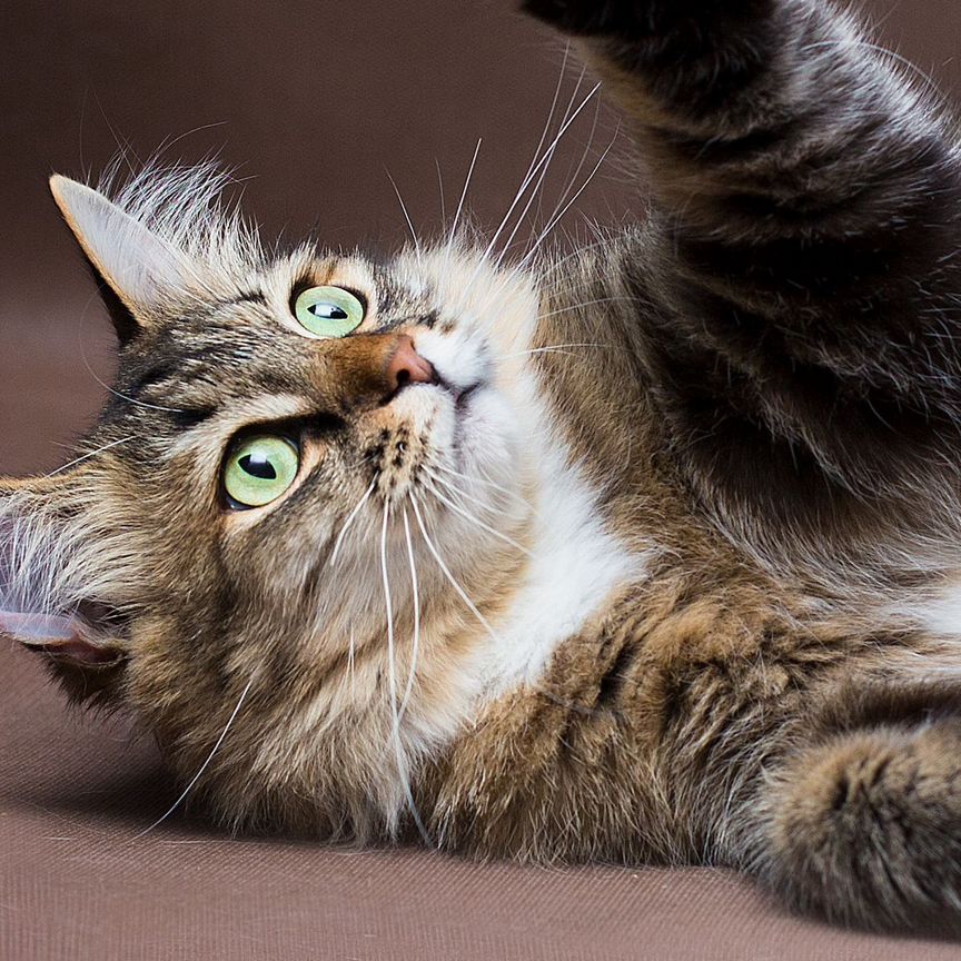 Шанель 2года в добрые руки