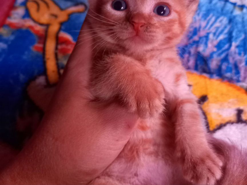 Кошка
