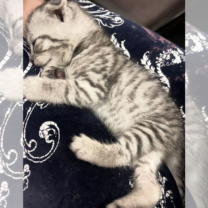 Продам котенка шотланского