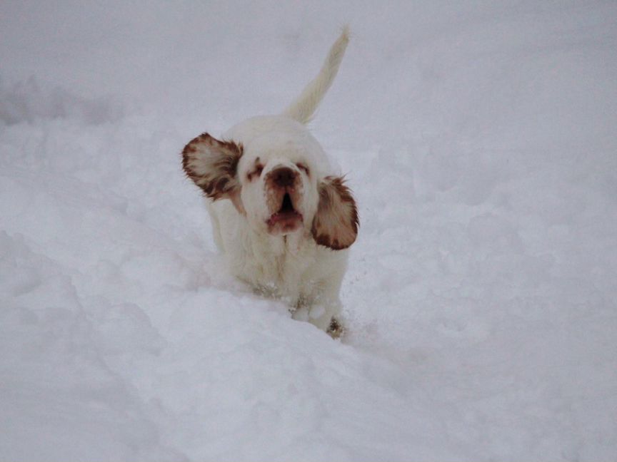 Кламбер РКФ