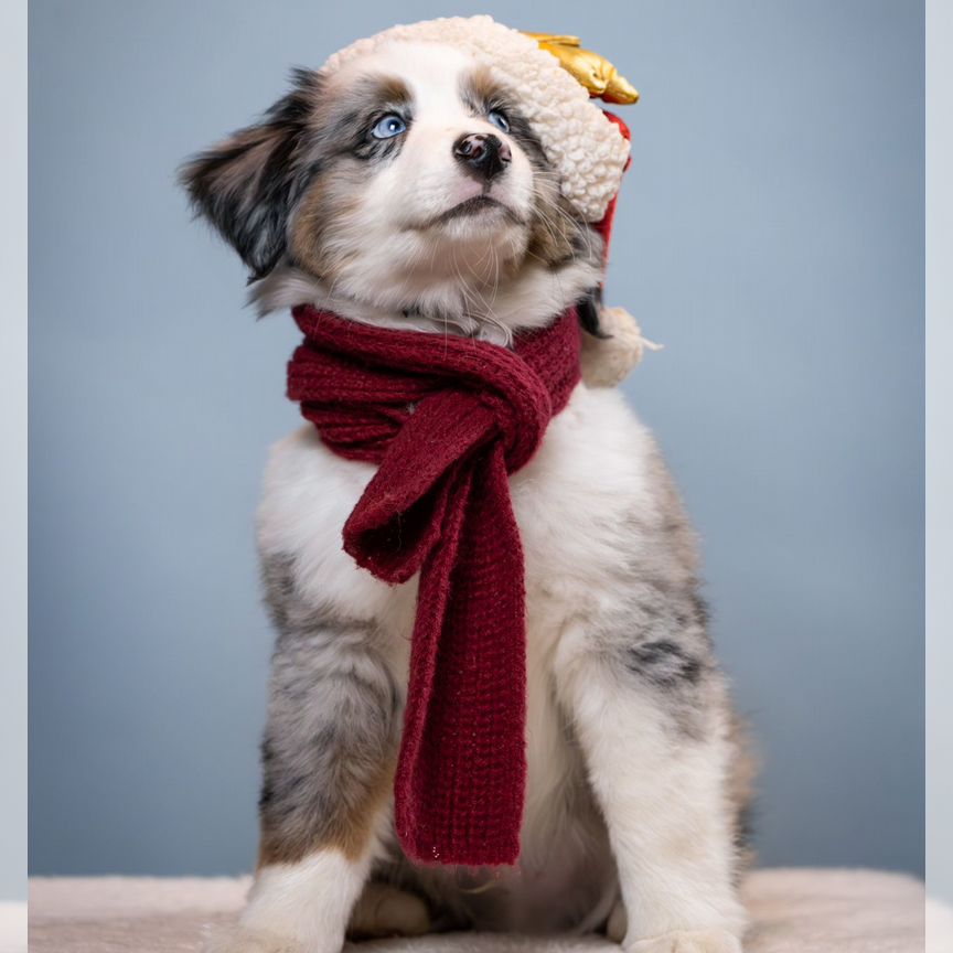 Миниатюрная американская овчарка, щенок