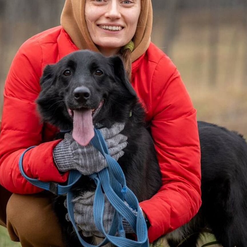 Взрослая собака в добрые руки