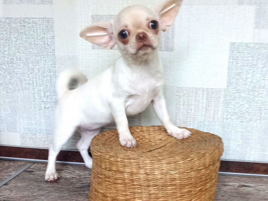 Девочка чихуа Зефирочка