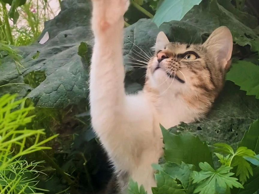 Котенок в добрые руки