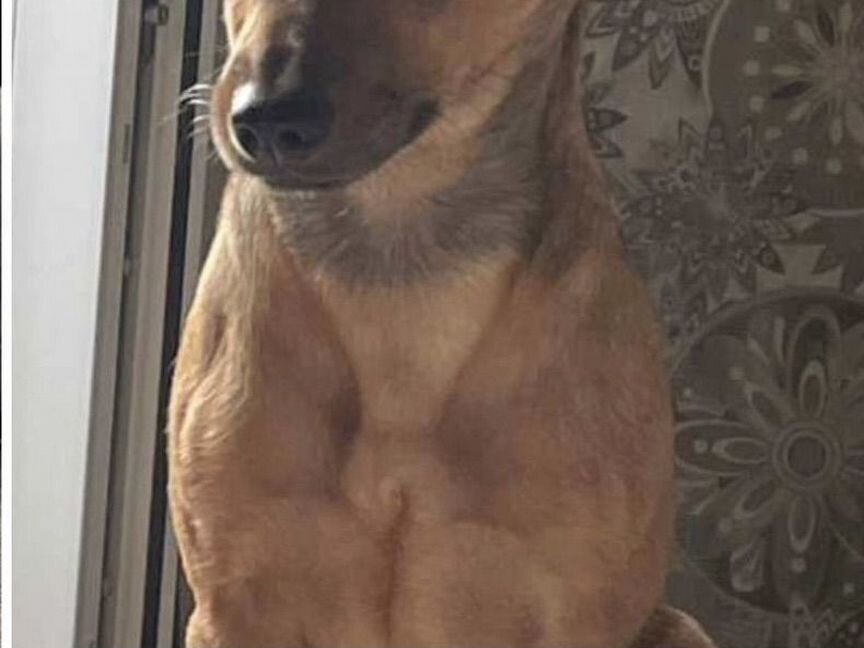 Русский той-терьер вязка