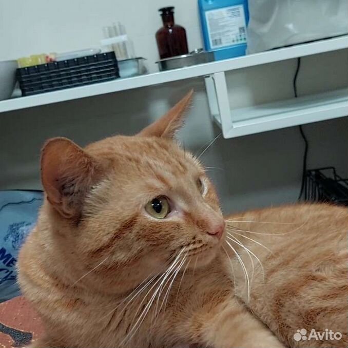 Котик Гамлет