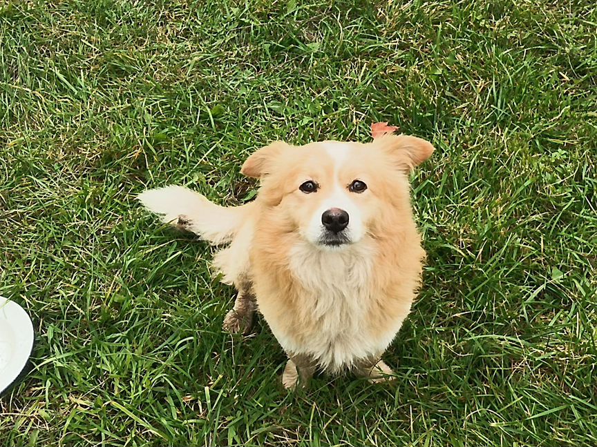 Собачка в добрые руки