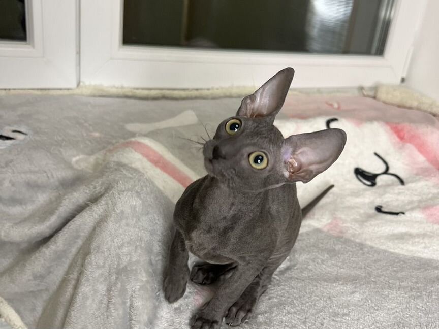 Котята корниш-рекс