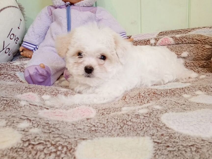 Мальтипу девочка Тэя