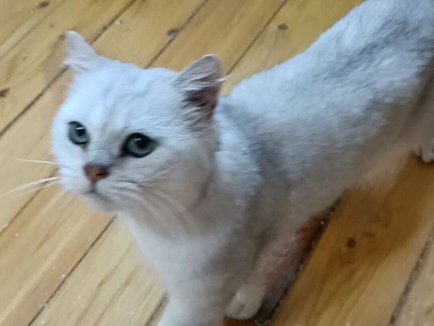 Британец 2 года