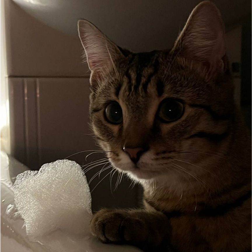 Кот Матс