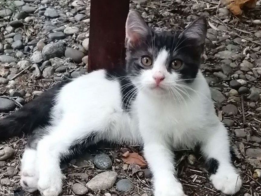 Котенок в добрые руки