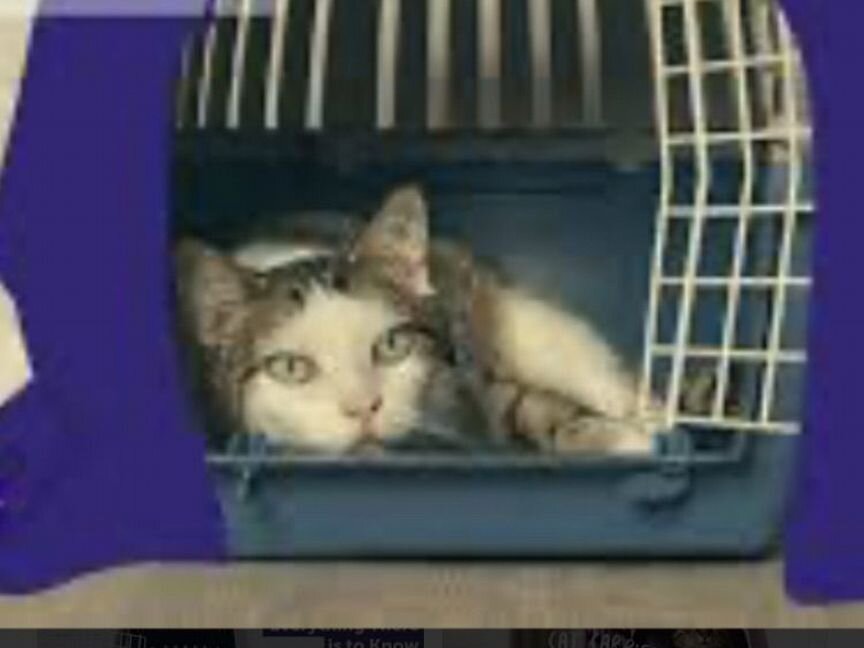 Товары для домашних животных