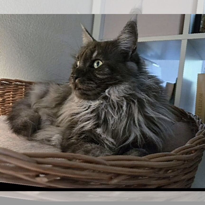 Взрослая, кошка в добрые руки