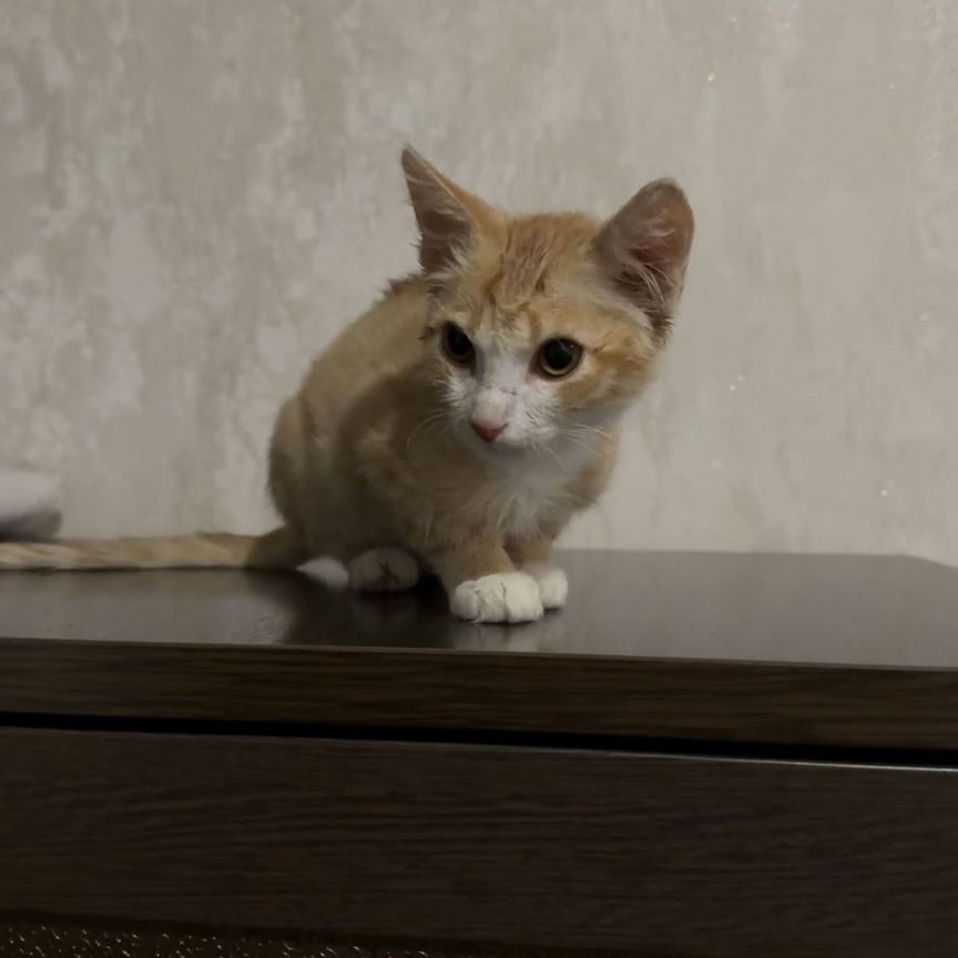 Рыжий котенок мальчик