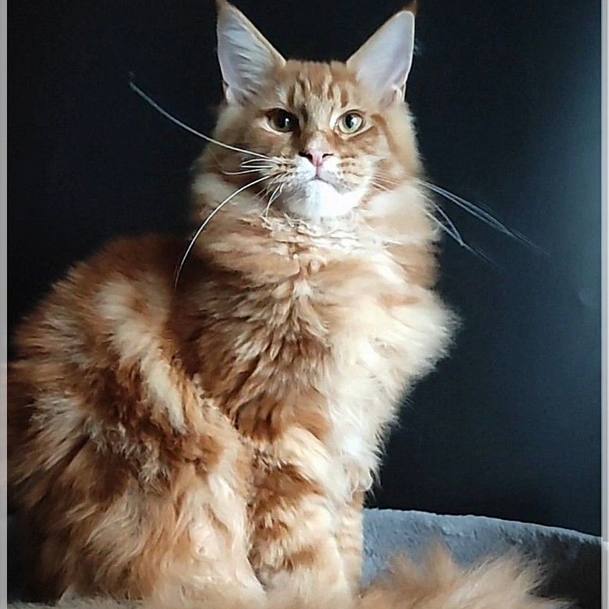 Котята мейн-кун рыжие