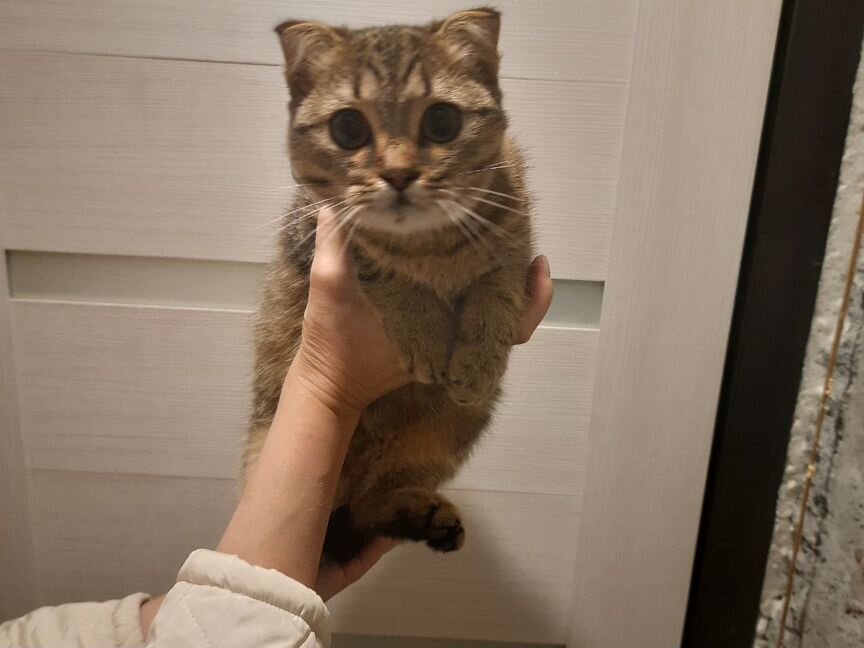 Кошка