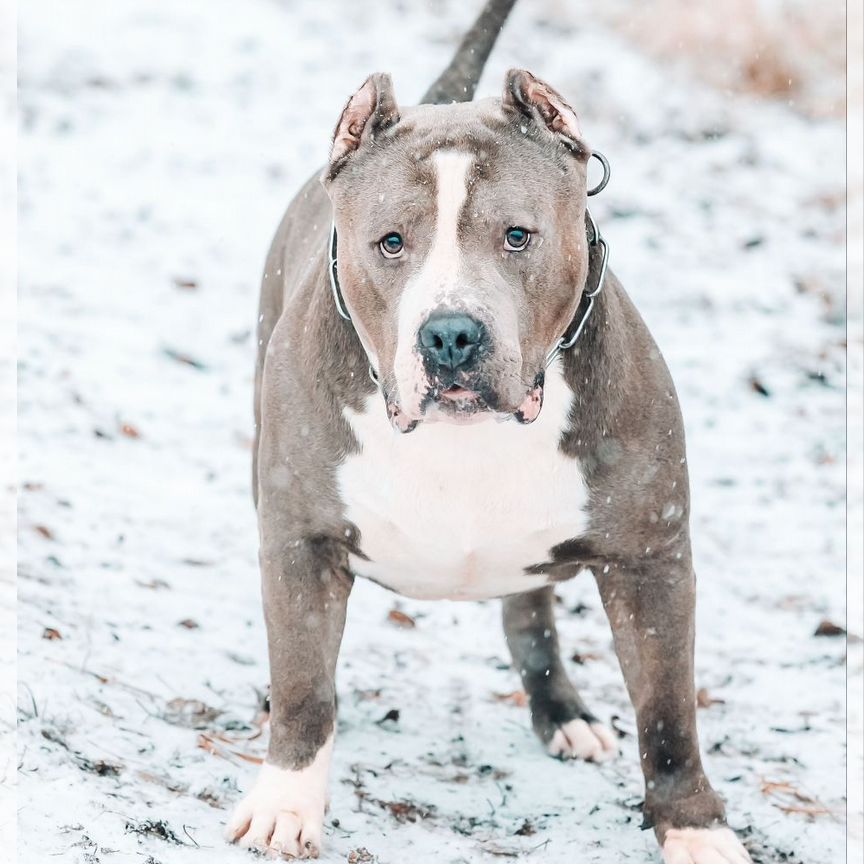 Американский булли, взрослая собака