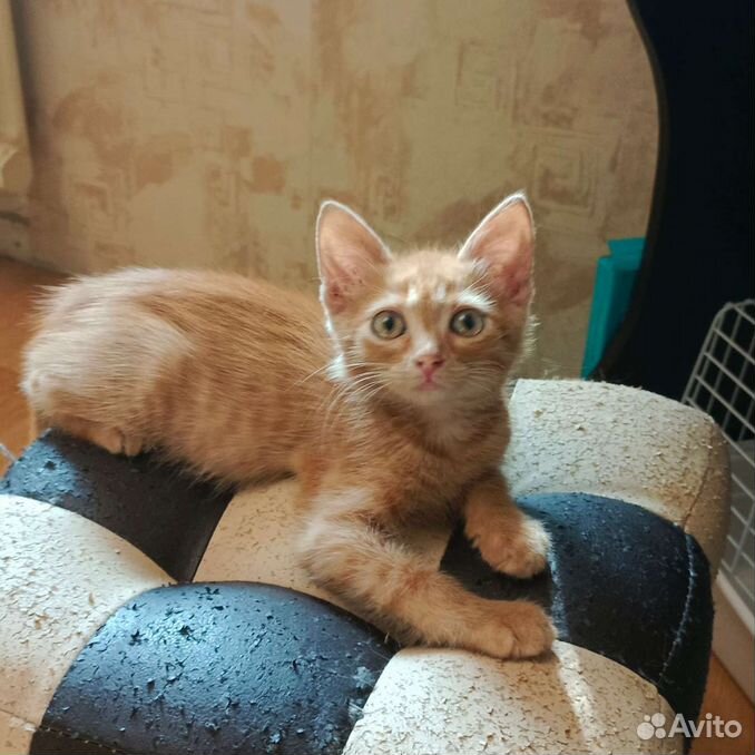 Малыш Лео ищет дом