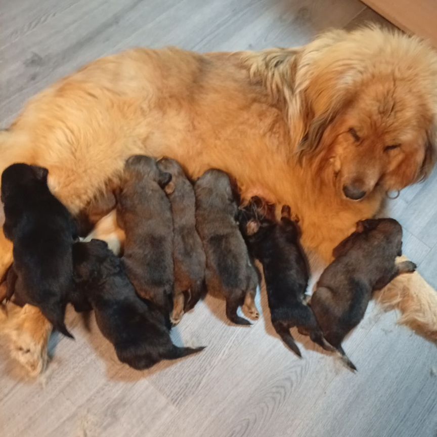 Тибетский мастиф, щенок