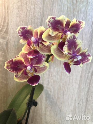 Орхидея фаленопсис yellow tris бабочка купить в Новосибирске | Товары ...
