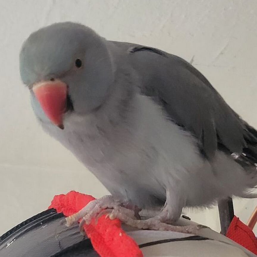 Ожереловый попугай