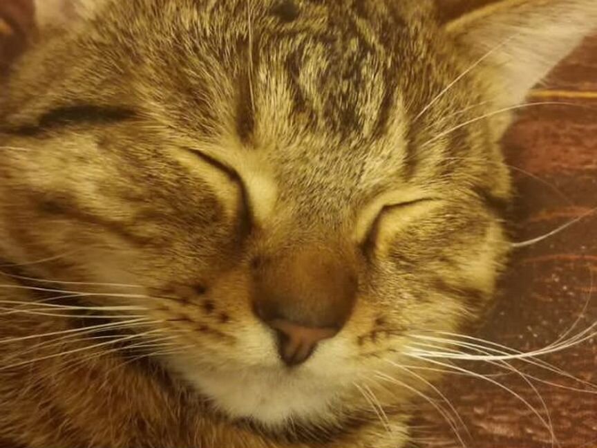 Котики бесплатно в добрые руки