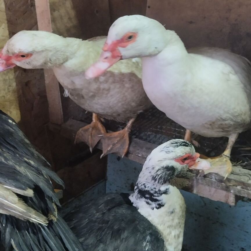 Индоутка мускусная утка