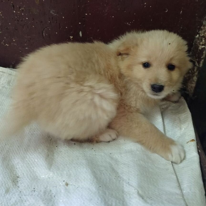 Щенок в добрые руки