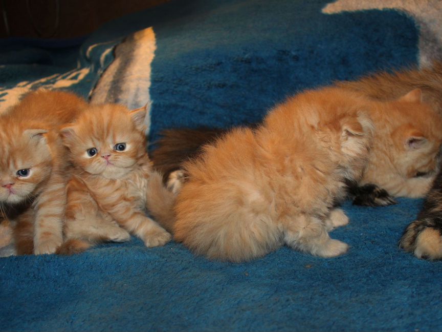 Котята 2 персы, 1 экзот