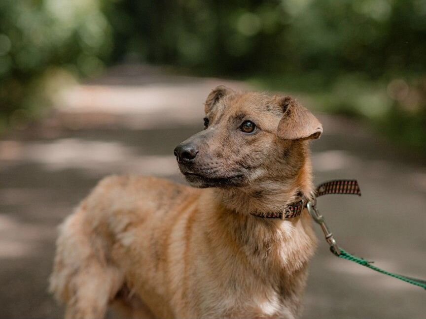 Собака мальчик 10 месяцев 40 см в добрые руки