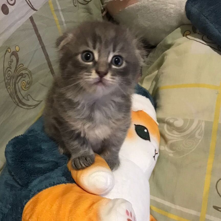 Котята от вислоухой кошки Милы