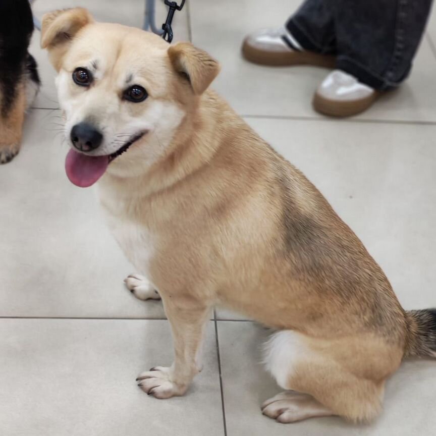 Взрослая собака в добрые руки