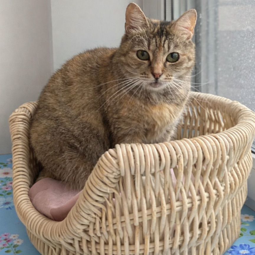 Европейская короткошёрстная, взрослая кошка