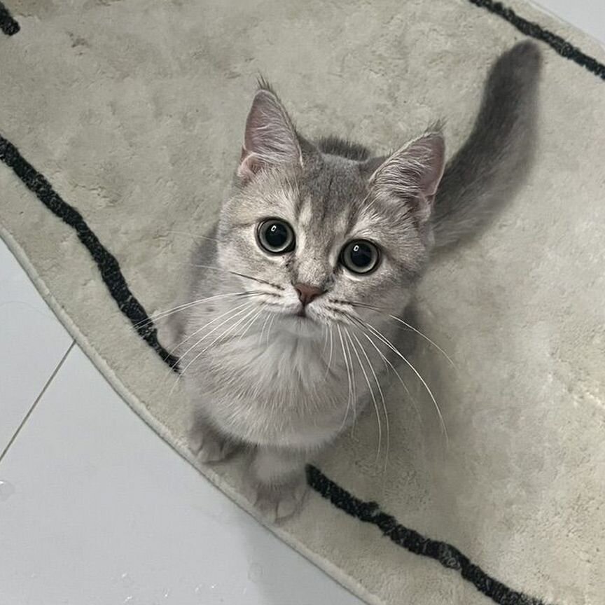 Кошечка шотландская страйт