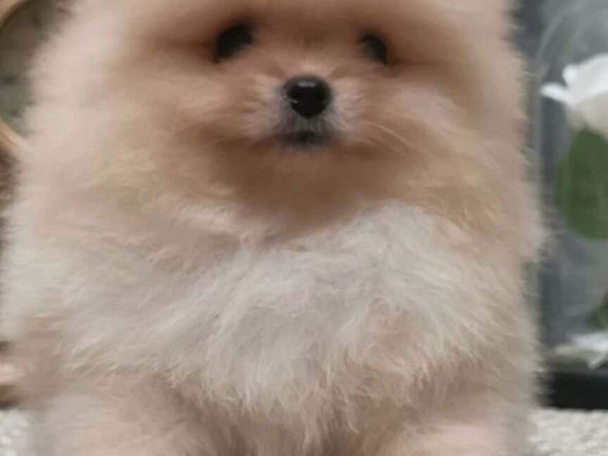 Щенок шпица ищет дом