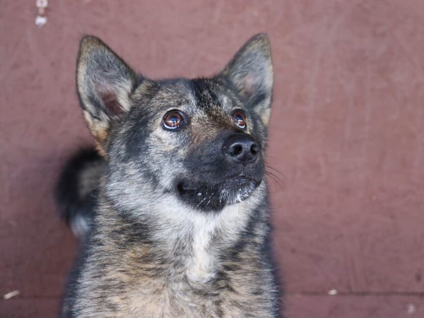 Линда ищет дом