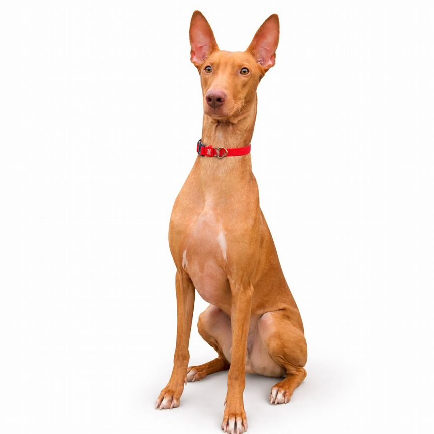 Фараонова собака, взрослый пёс