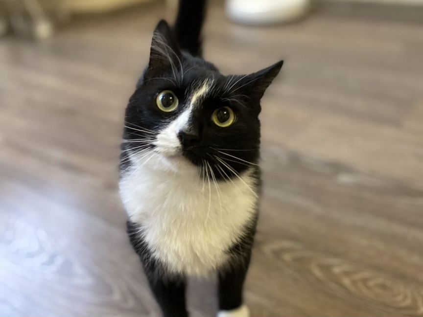 Необычный котик Мышонок