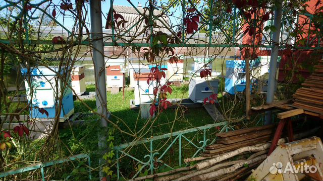 Пчелосемьи