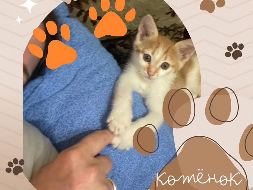 Добрый котенок ищет хозяина