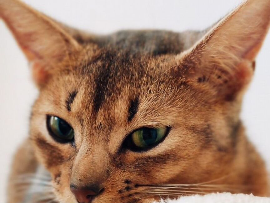 Абиссинская кошка