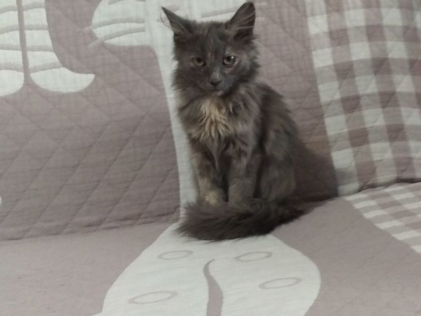 Отдам котенка в добрые руки