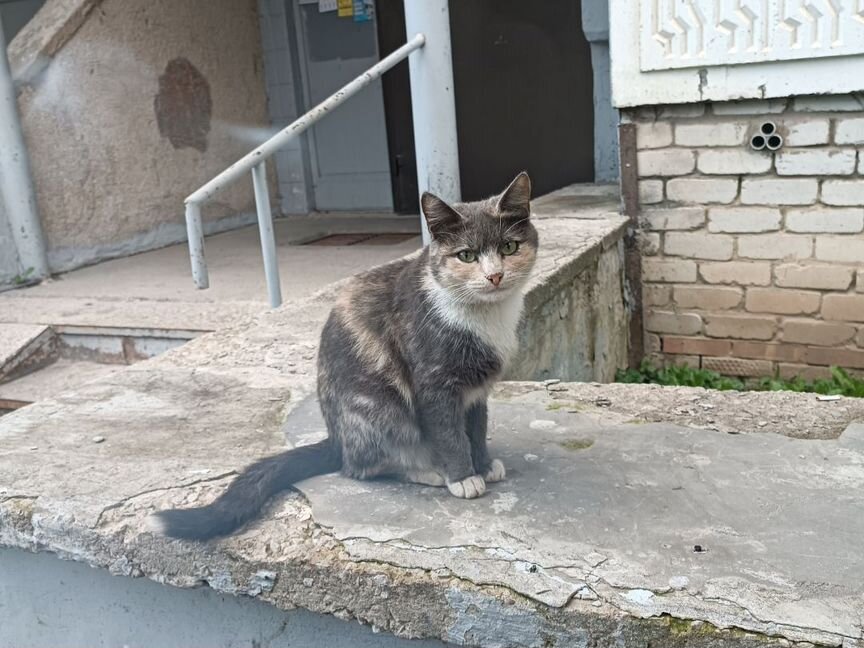 Кошечка в добрые руки