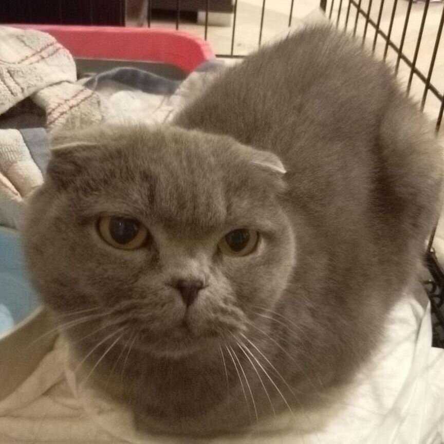 Кошечка Ассоль