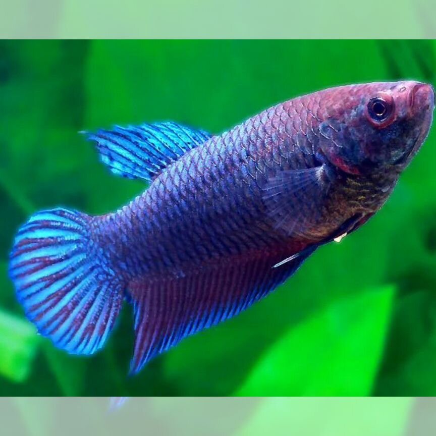 Отдам 2 самочек петушка