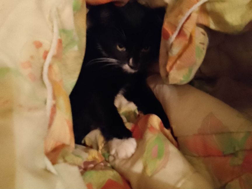 Котята в добрые руки бесплатно мальчик