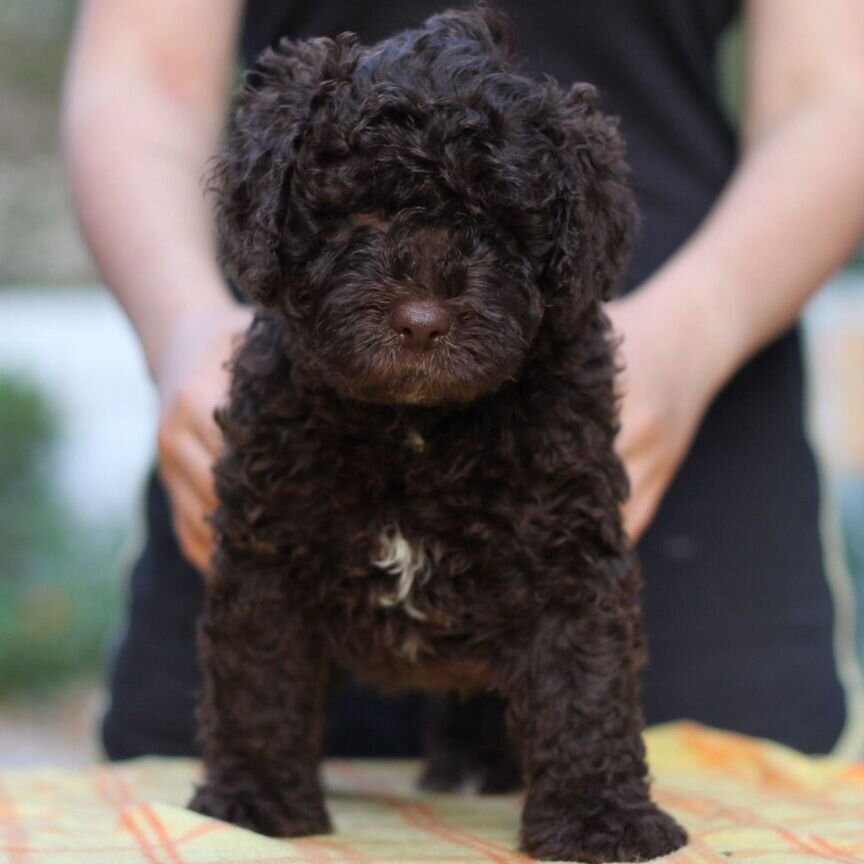 Испанская водяная собака щенок девочка