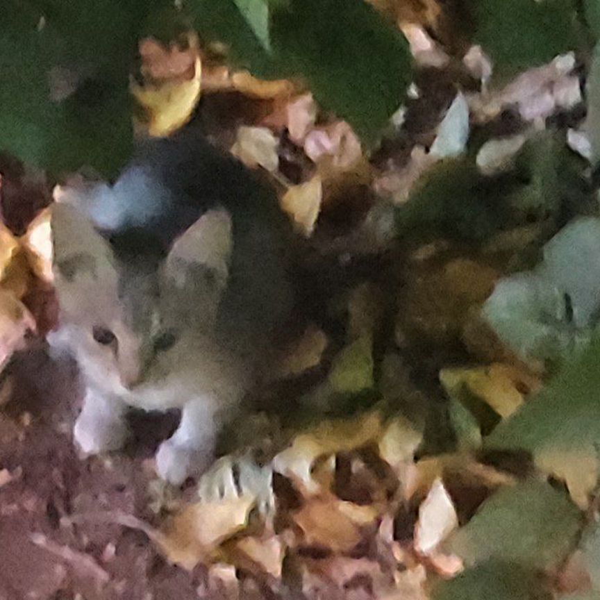 Котёнок 1,5 мес полутайский в заброшенном доме